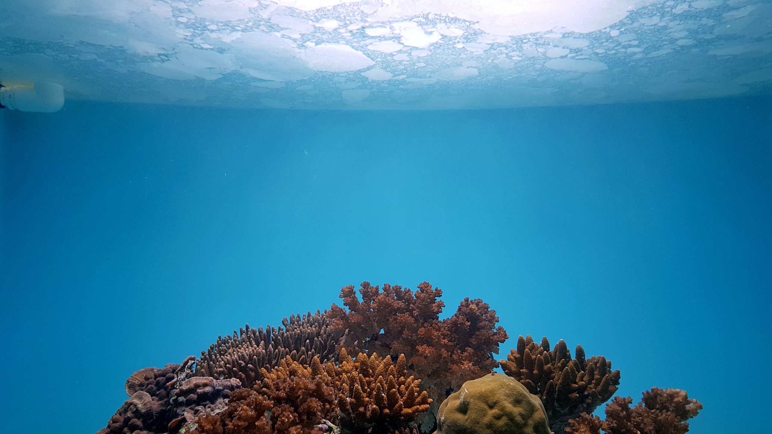 Cooling and Shading - Reef Restoration and Adaptation Program