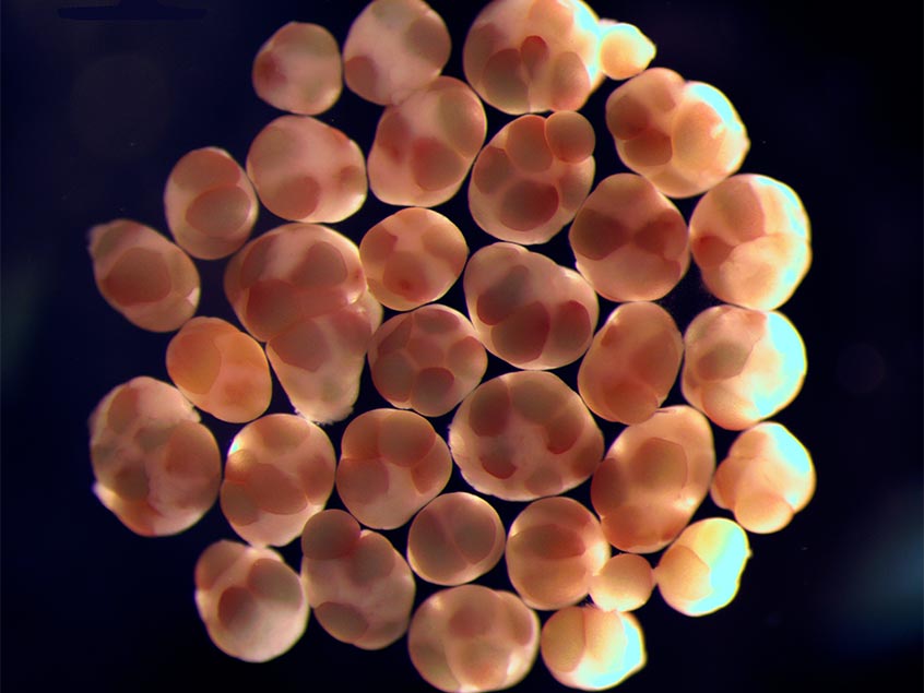 Coral Aquaculture and Deployment - Reef Restoration and Adaptation Program